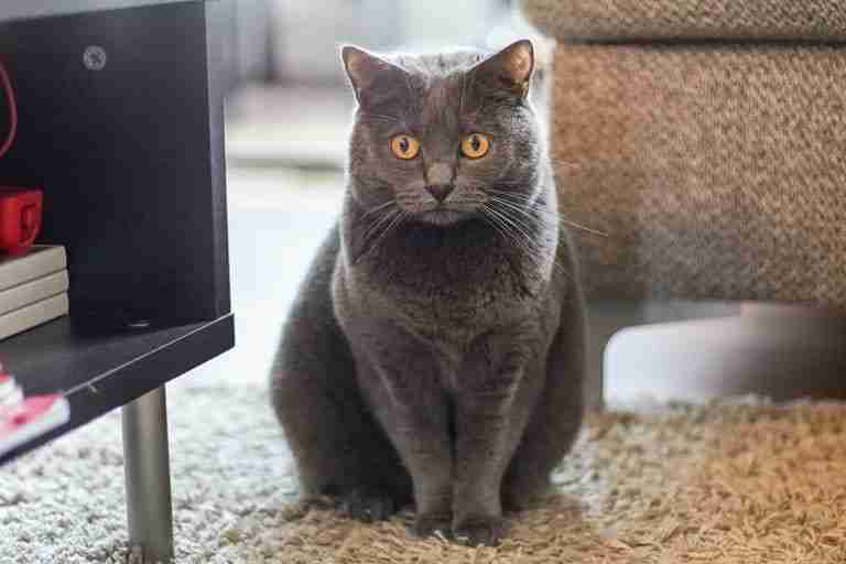 13 Popular Grey Cat Breeds