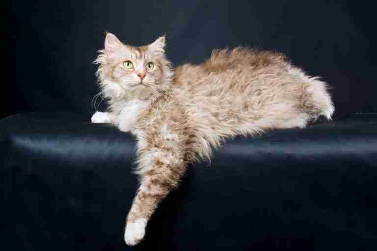 4 Curly Haired Cat Breeds You Need To Know About