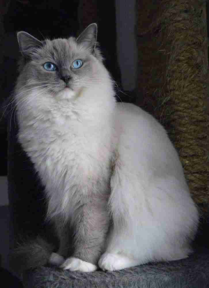 6 Long Haired Grey Cat Breeds