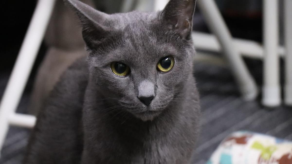 The Russian Blue Cat Breed - Traits, Personality, Price
